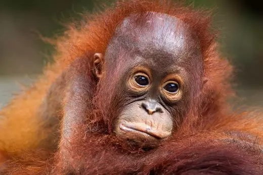 En strävan att rädda orangutangen 5658_13