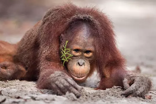 Achọ iji chekwaa Orangutan 5658_14