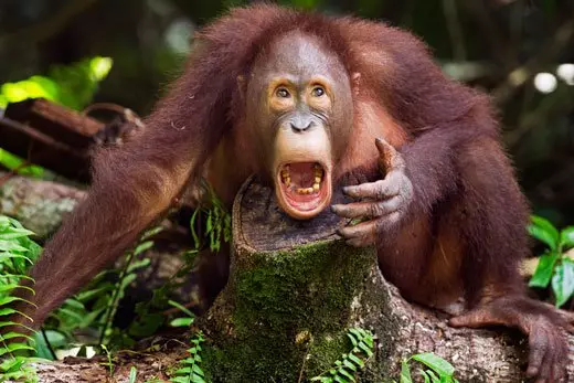 Achọ iji chekwaa Orangutan 5658_15