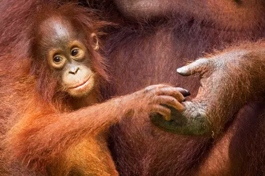 Achọ iji chekwaa Orangutan 5658_16