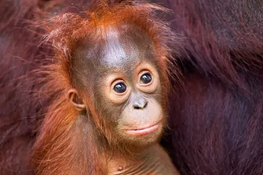 Achọ iji chekwaa Orangutan 5658_17