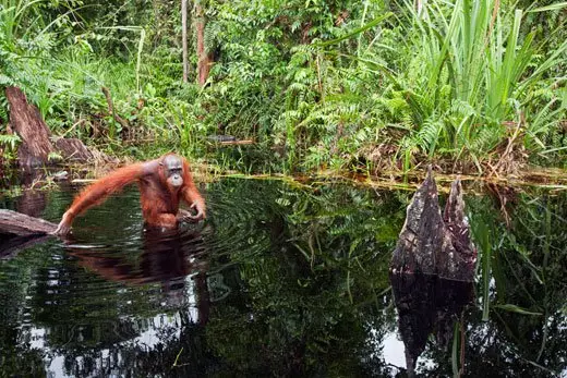 Achọ iji chekwaa Orangutan 5658_18