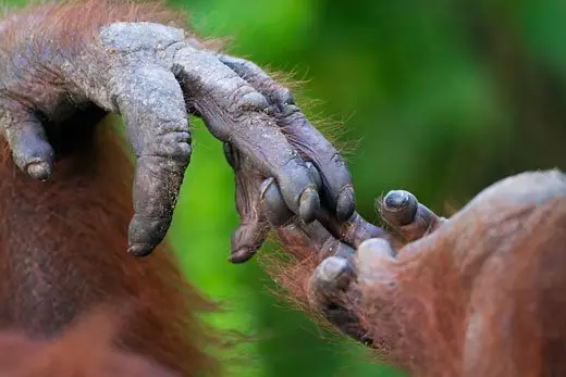 Siekis išgelbėti orangutaną 5658_19