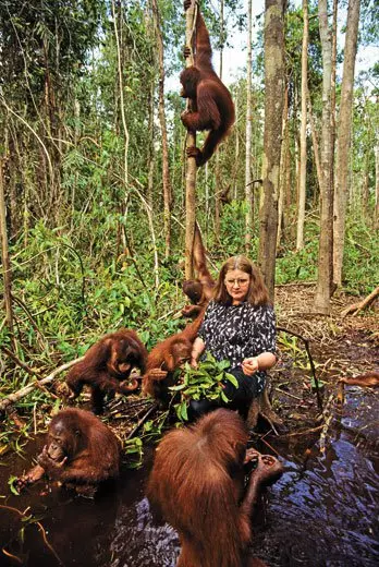 Orangutan ကိုကယ်တင်ရန် Quest တစ်ခု 5658_2