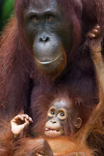 Isang Paghahanap upang Iligtas ang Orangutan 5658_20