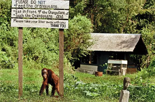 Achọ iji chekwaa Orangutan 5658_3