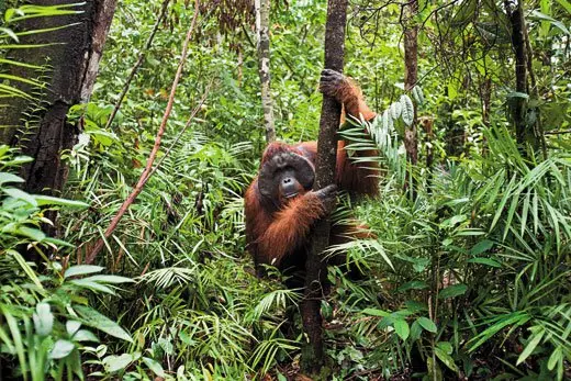 En søken etter å redde orangutangen 5658_4