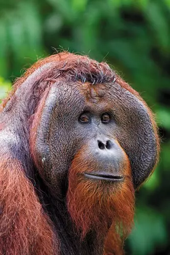 Orangutana salbatzeko bilaketa 5658_8