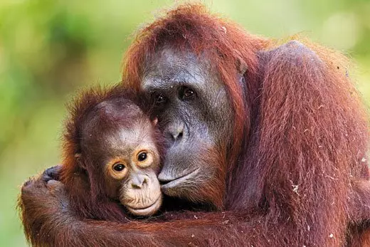 Výprava za záchranou orangutana 5658_9