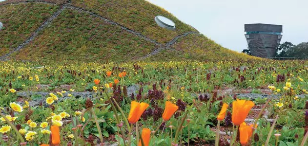 کیلیفورنیا اکیڈمی آف سائنسز: ایک اونچے میدان کو سبز کرنا