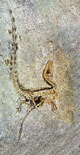 Dinosourusse se Lewende Afstammelinge 5700_4