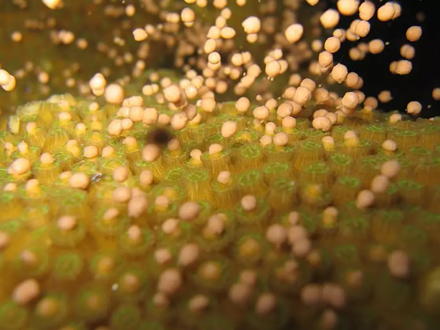 Ukubukela iSex Coral