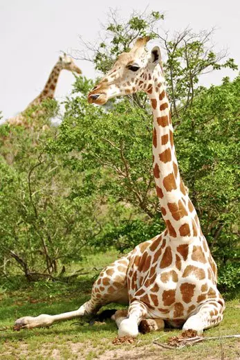 Нигердегі жабайы жирафтарды күтуде 5756_10