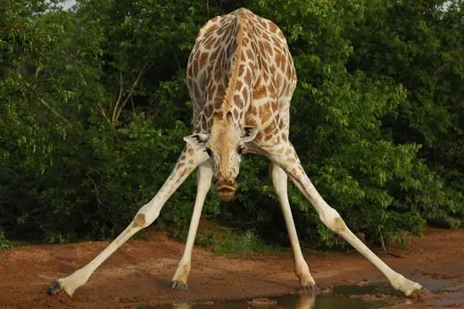 Divoké žirafy v Nigeri hľadajú veci 5756_2