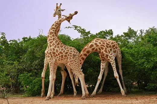 Работите се бараат за дивите жирафи во Нигер 5756_3