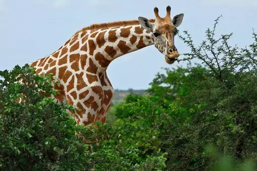 Ibintu Bireba Giraffes zo muri Nigeriya 5756_4
