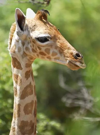 Divoké žirafy v Nigeri hľadajú veci 5756_5