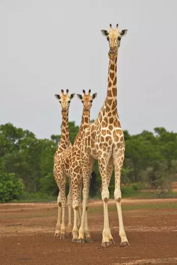 Ствари се окрећу за дивље жирафе у Нигеру 5756_6