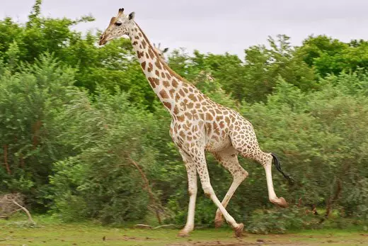 Ствари се окрећу за дивље жирафе у Нигеру 5756_7