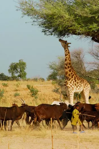 Dingen sykje nei Niger's wylde giraffen 5756_8