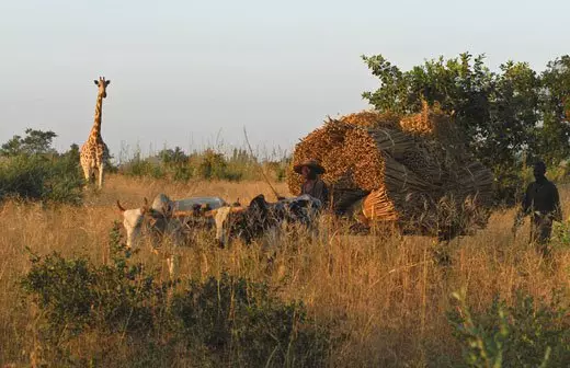As cousas están mellor para as xirafas salvaxes de Níxer 5756_9