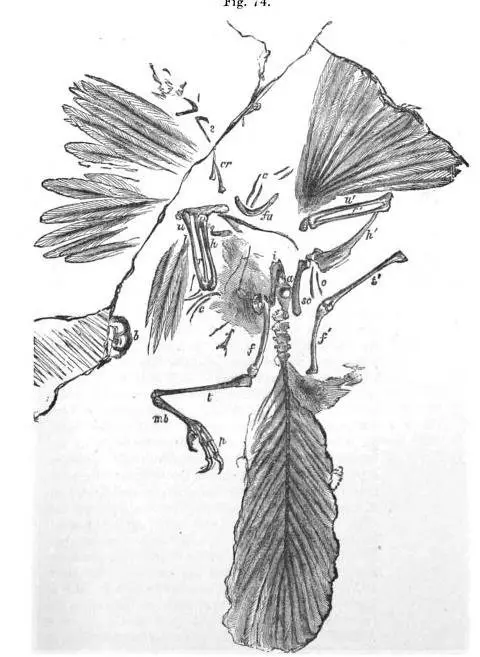 20110520083250london-archaeopteryx.jpg