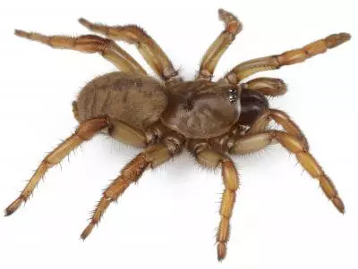 Ühes perekonnas Spider on liigid, mis on nimetatud Star Warsi koletiste, U2, Cesar Chavezi ja Obama järgi