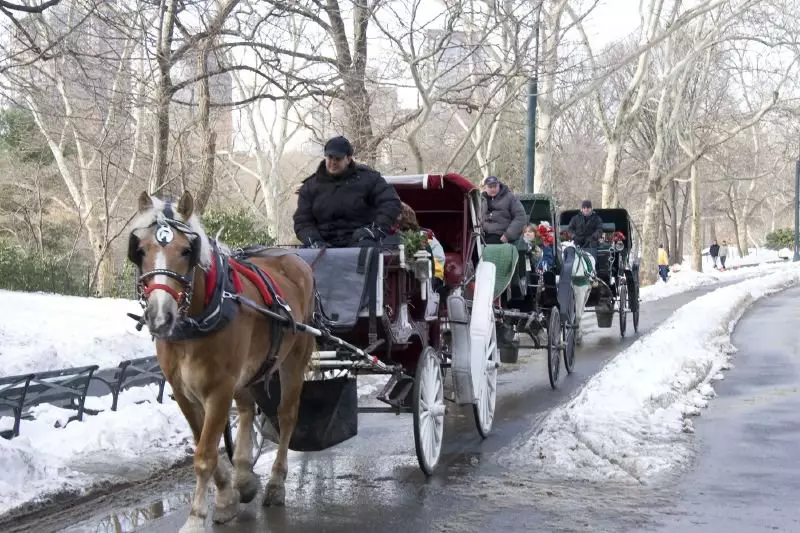 carruagens puxadas por cavalos em NYC