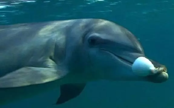 Dolfinen lykje giftige pufferfish te brûken om heech te wurden