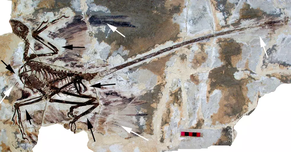 għadam fossilizzat tad-dinosawru