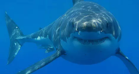 Un gran tiburón blanco en la costa de Sudáfrica