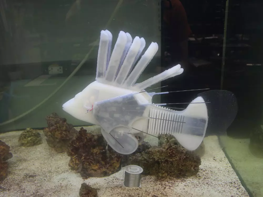انجینئرز نے توانائی بخش خون کے ساتھ ایک روبوٹک شیر مچھلی بنائی