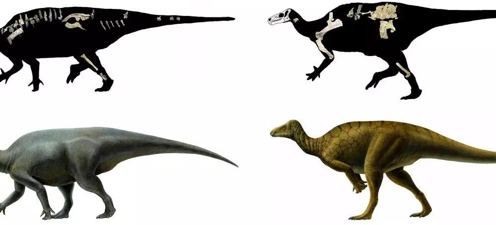 To nye dinosaurer fra Utah: Hippodraco og Iguanacolossus