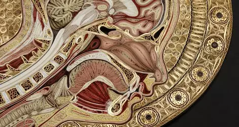 Slice of Life: Artistic Cross Sections of the Human Body