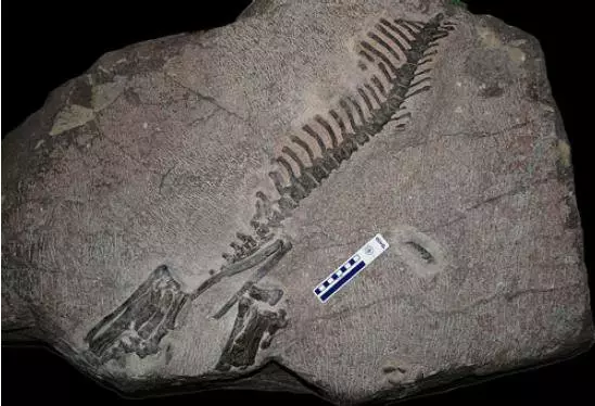 Koreaceratops—Ceratopsian za plivanje?
