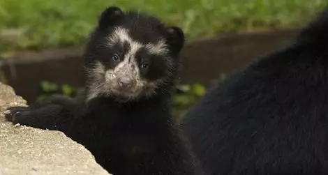 Andean Cubs Mark Milestone am National Zoo