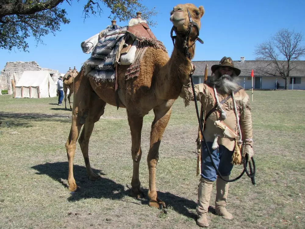 Förenta staternas armé använde kameler tills efter inbördeskriget