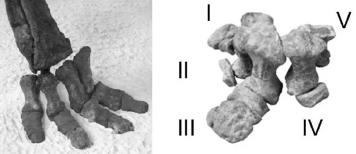 Az Ankylosaurus láb új képe