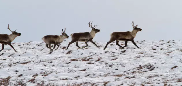 Where’s Rudolph? Inside the Decline of Alaska’s Caribou 