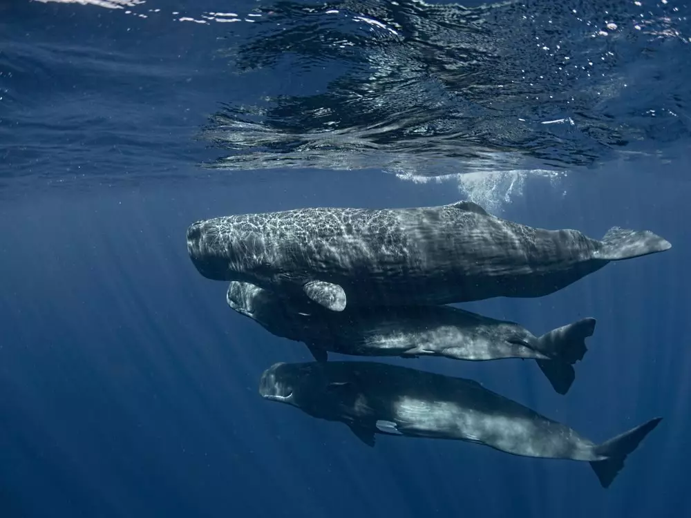 Možemo li razgovarati sa kitovima?