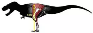 20110520083155 tyrannosaurus-measurement-300x108.jpg