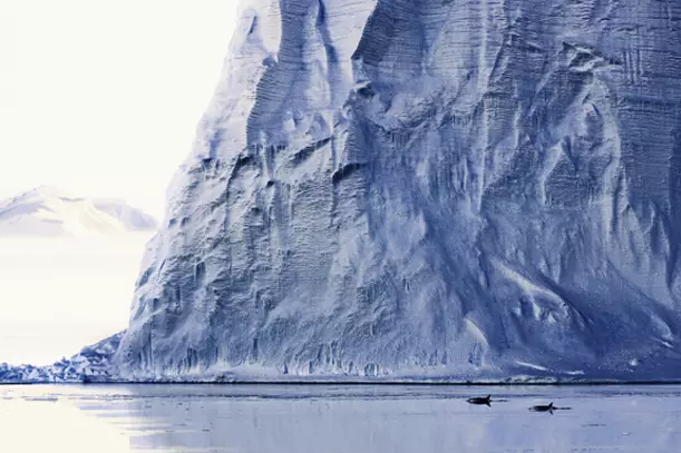 Dalawang orcas ay dwarfed ng isang Antarctic iceberg.