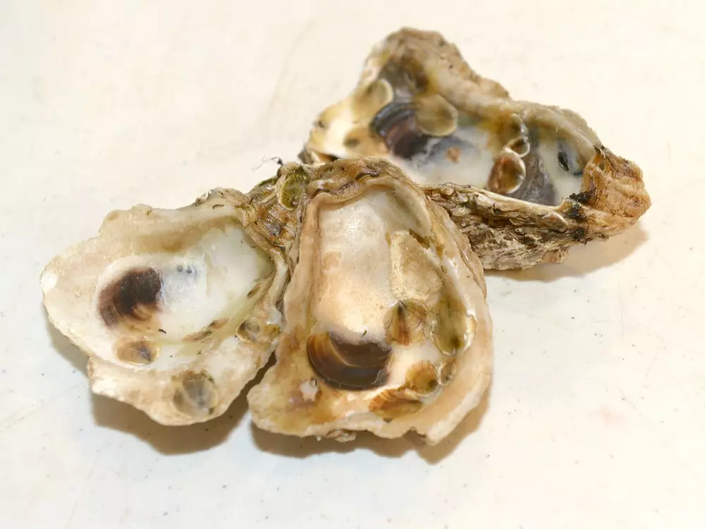 oyster bed.jpg