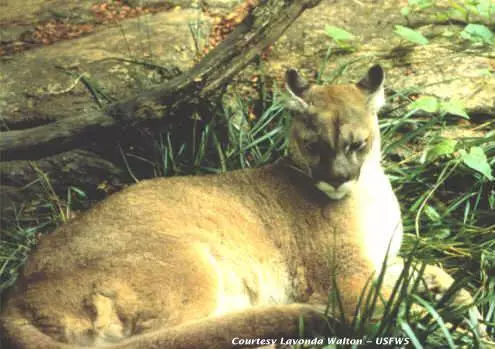 Puma Oriental 'Ghost Cat' declarado extinto