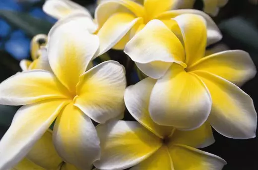 Hawaii - Toerana sy toerana mahaliana