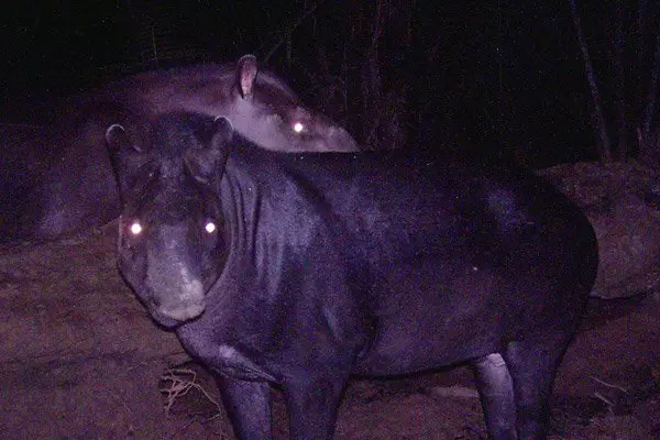tapir, a herbivorous mammal