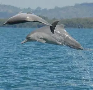 ავსტრალიური კეხი დელფინი