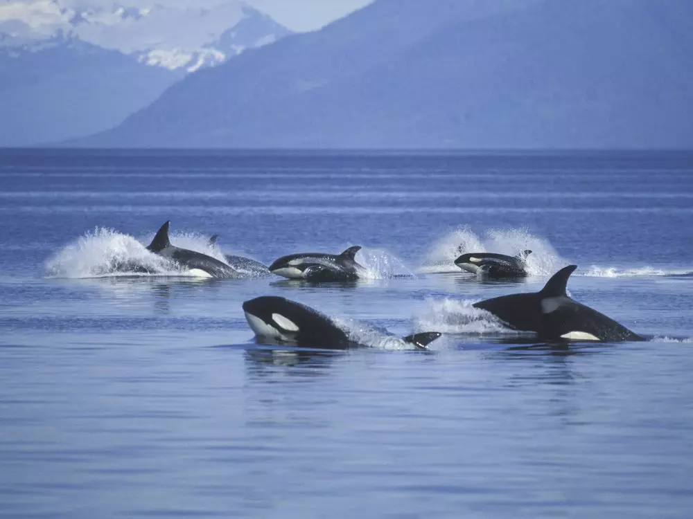 Wittenskippers tsjûge Orcas Kill Blue Whale foar it earst