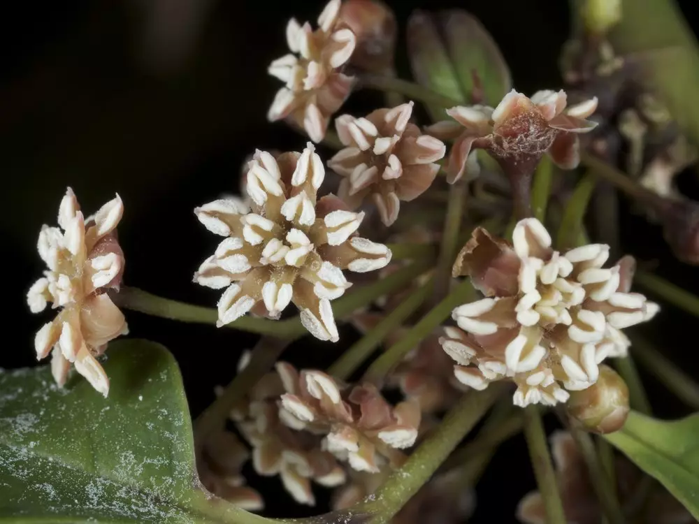 Denne 200 millioner år gamle plantearten hjelper til med å forklare opprinnelsen til alle blomster