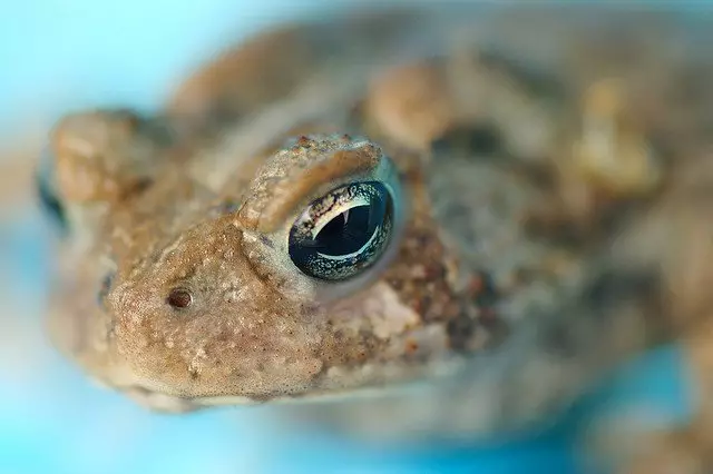 Kriibsen hunn geheim eng déidlech Frog Epidemie verbreet
